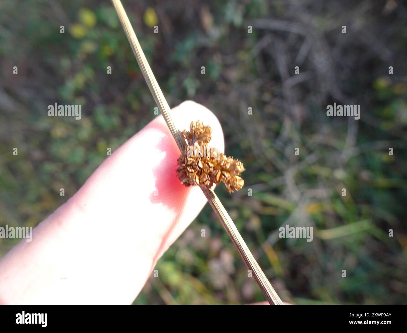 Compact rush juncus conglomeratus hi-res stock photography and images ...