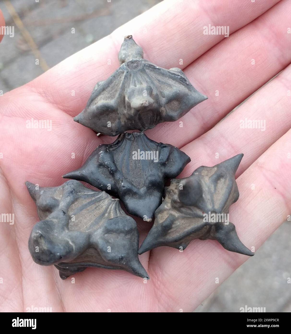 Water caltrop (Trapa natans) Plantae Stock Photo - Alamy
