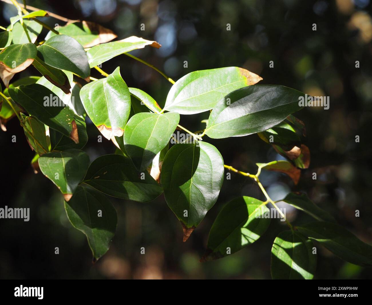 Cinnamon tree (Cinnamomum burmanni) Plantae Stock Photo - Alamy
