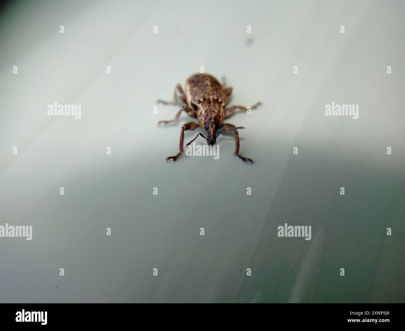 Clover Leaf Weevil (Brachypera zoilus) Insecta Stock Photo - Alamy