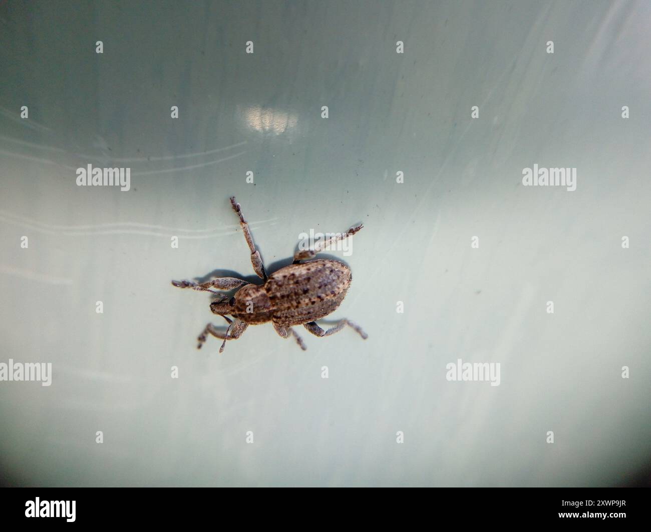 Clover Leaf Weevil (Brachypera zoilus) Insecta Stock Photo - Alamy