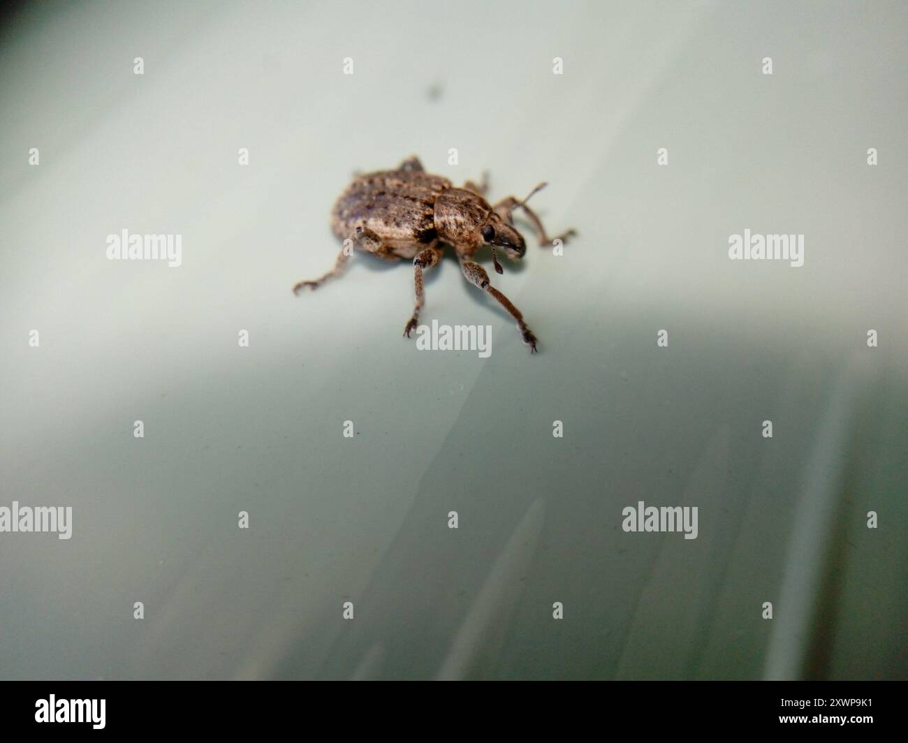 Clover Leaf Weevil (Brachypera zoilus) Insecta Stock Photo - Alamy