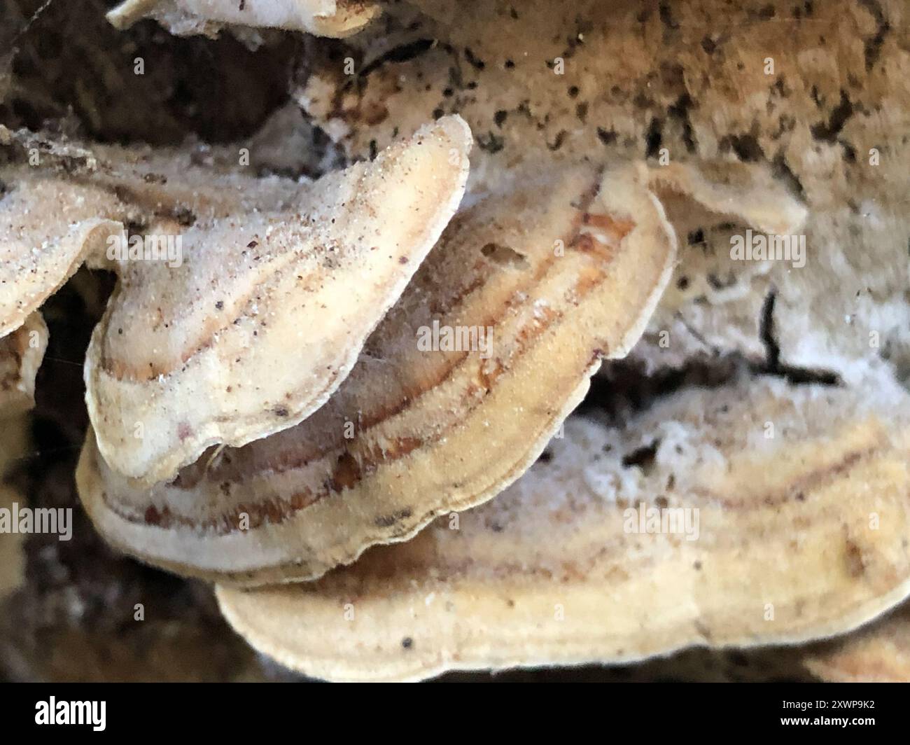 turkey-tail (Trametes versicolor) Fungi Stock Photo - Alamy