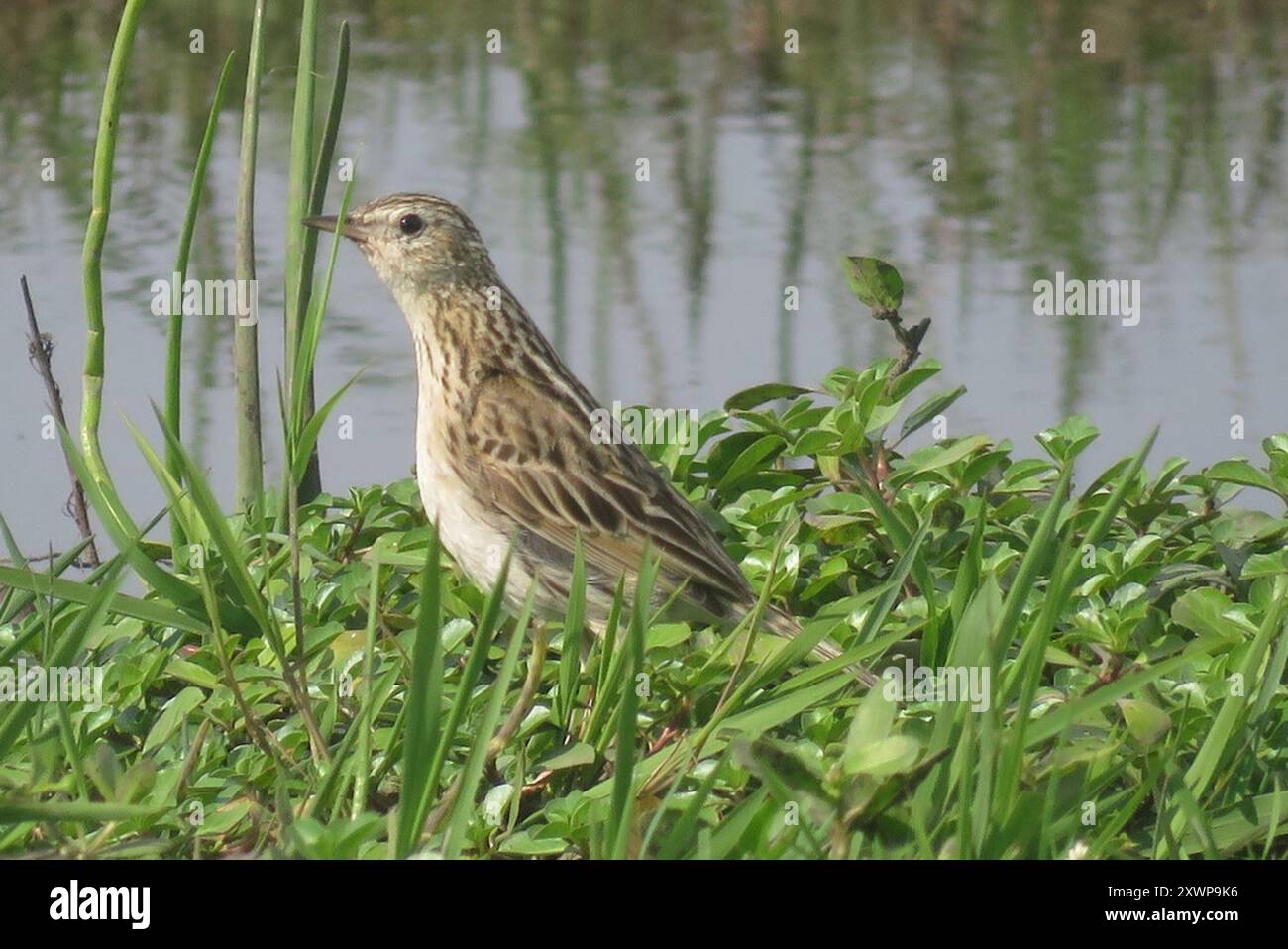 Anthus correndera hi-res stock photography and images - Alamy