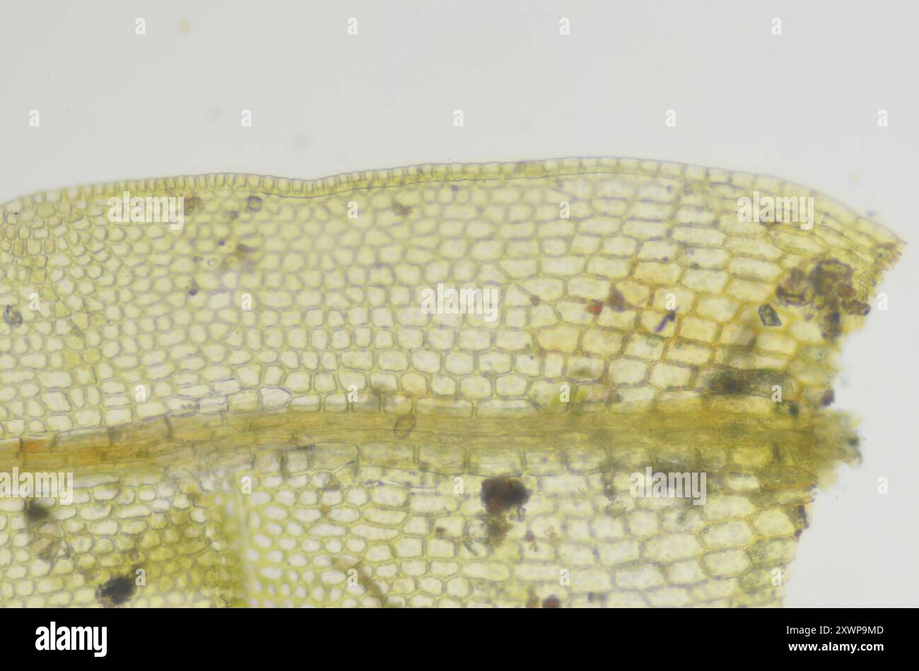 Tortula truncata hi-res stock photography and images - Alamy