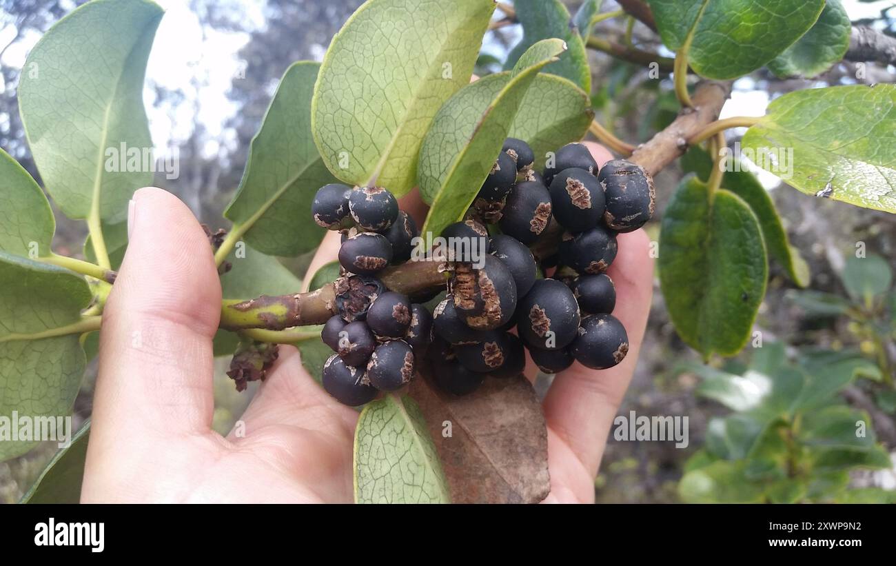 Ilex anomala hi-res stock photography and images - Alamy