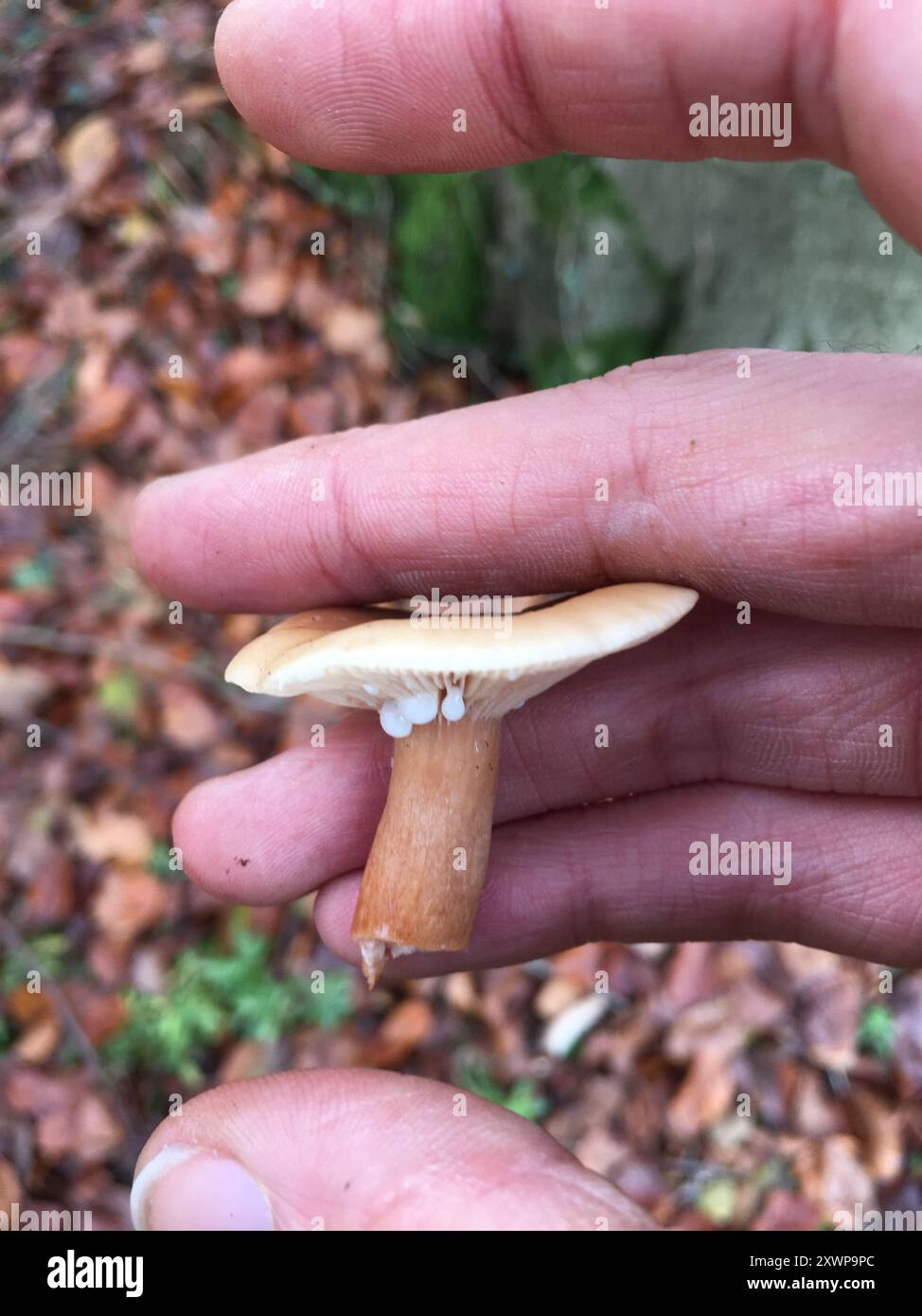 Yellow-staining Milk Cap (Lactarius xanthogalactus) Fungi Stock Photo ...
