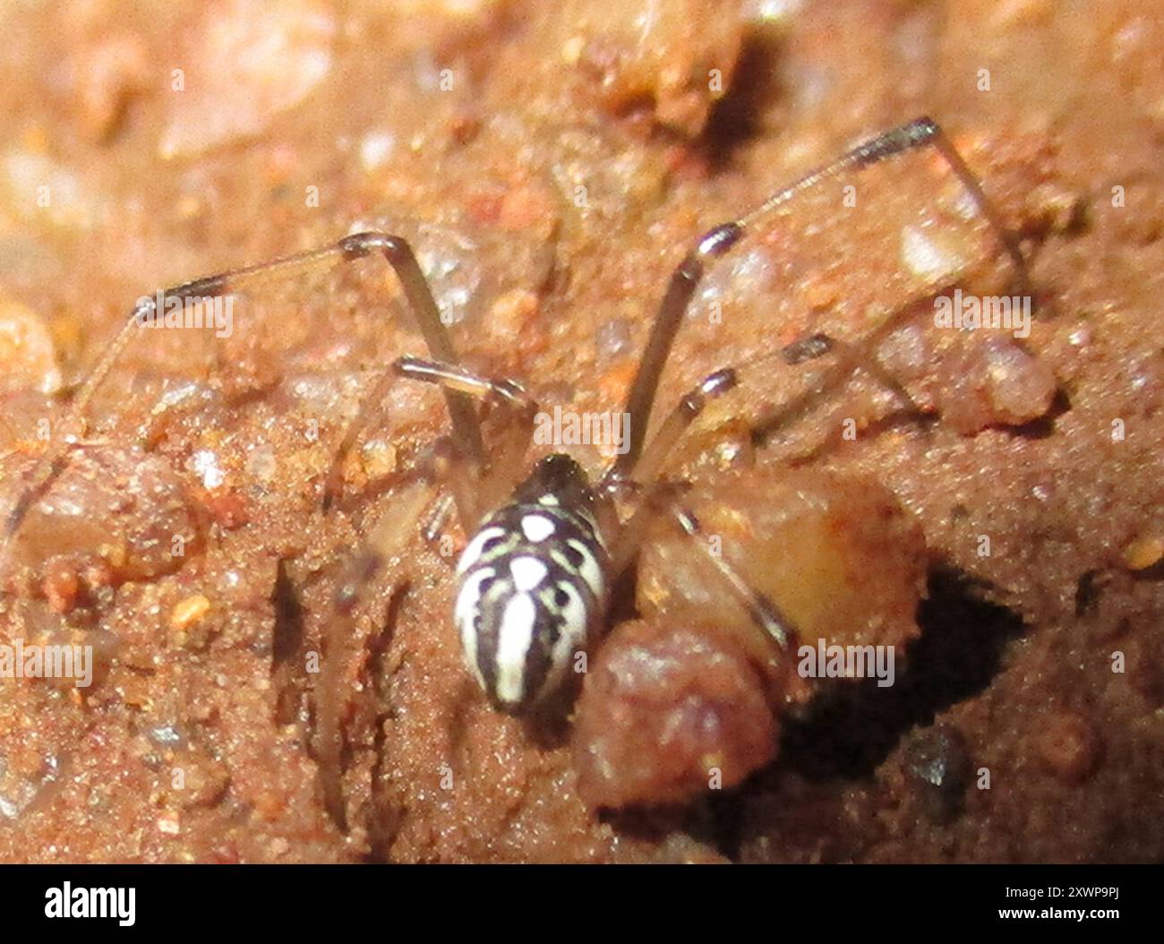 Widow Spiders (Latrodectus) Arachnida Stock Photo - Alamy