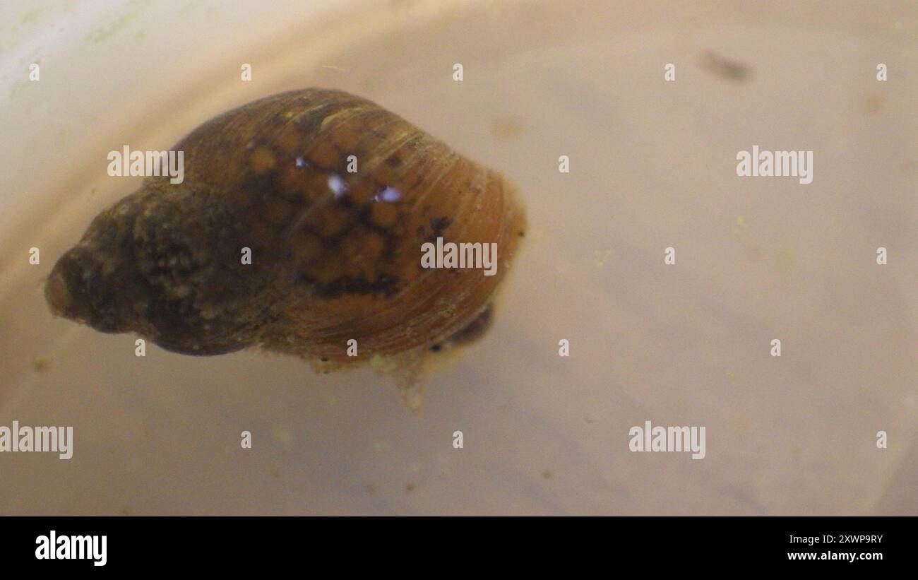 Pond Snails, Bladder Snails, and Allies (Lymnaeoidea) Mollusca Stock ...