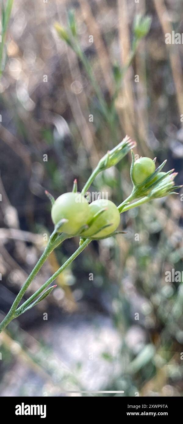 rough menodora (Menodora scabra) Plantae Stock Photo - Alamy