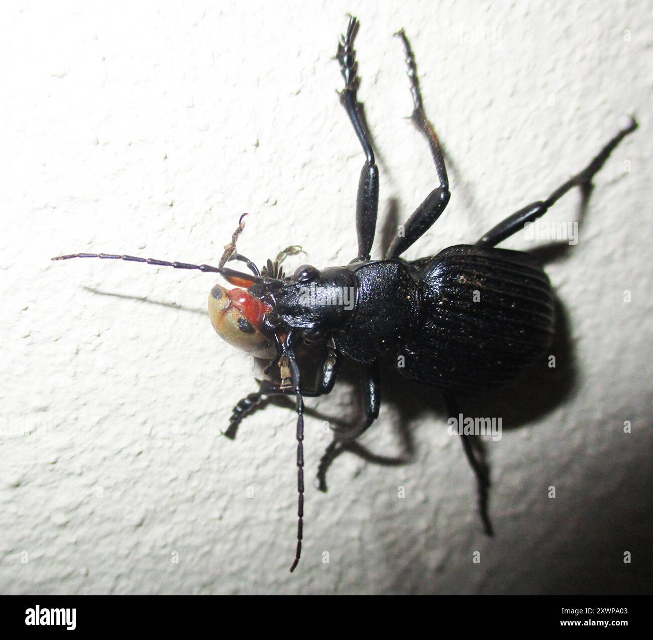 Caterpillar-hunter Beetles (Calosoma) Insecta Stock Photo - Alamy