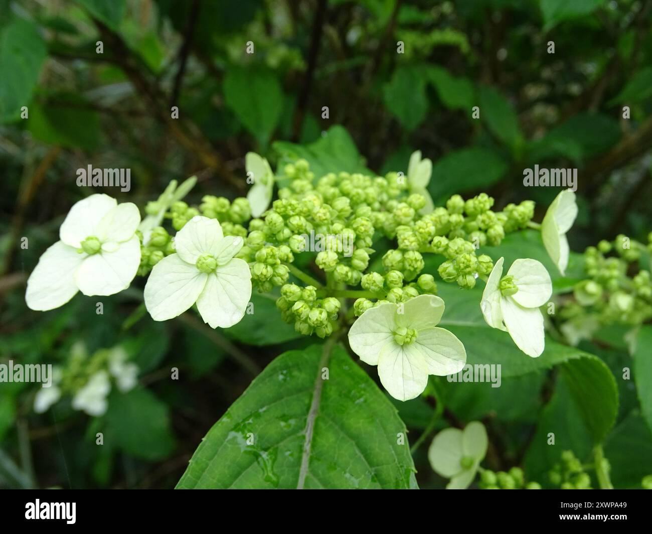 Chinese Hydrangea (Hydrangea chinensis) Plantae Stock Photo - Alamy