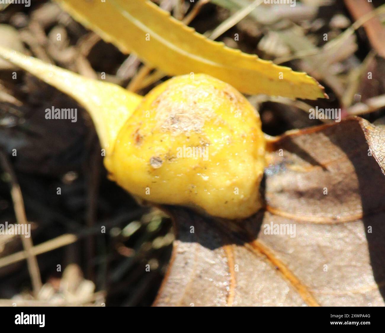 Poplar Leaf-stem Gall Aphids (Pemphigus) Insecta Stock Photo - Alamy