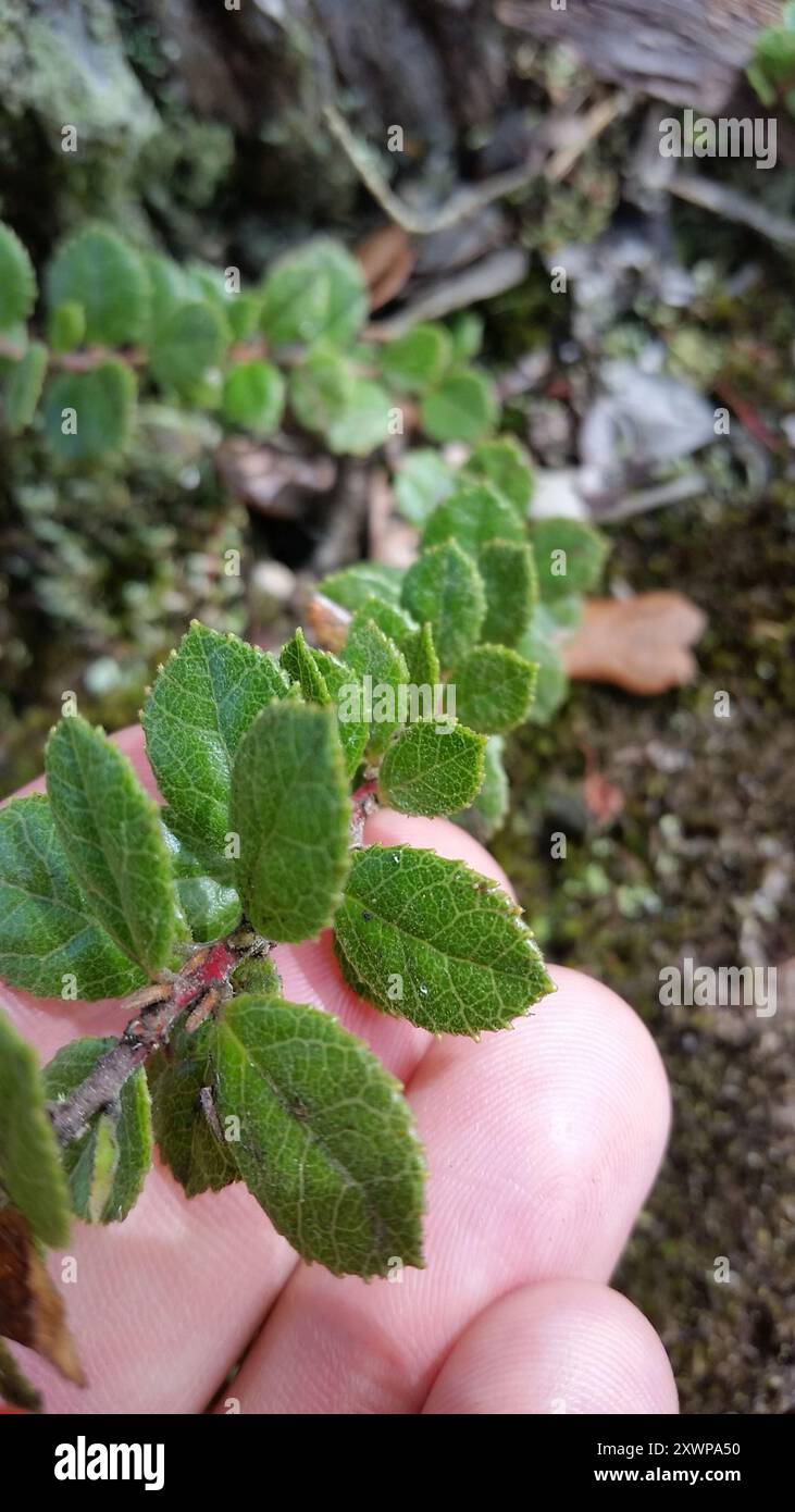 'ohelo 'ai (Vaccinium reticulatum) Plantae Stock Photo - Alamy