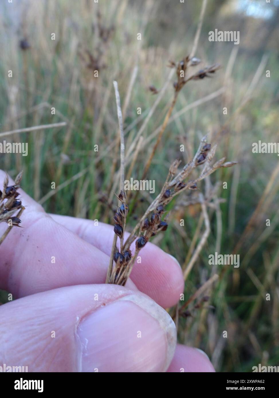 Hard Rush (Juncus inflexus) Plantae Stock Photo - Alamy