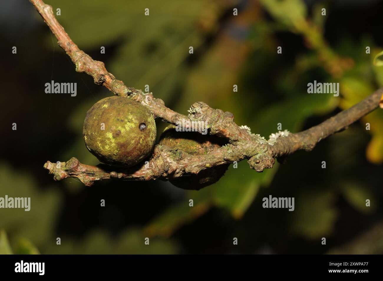 Oak Marble Gall Wasp (Andricus kollari) Insecta Stock Photo - Alamy