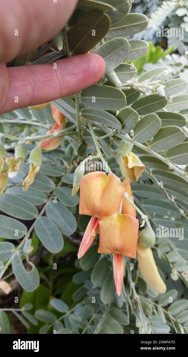 Sesbania tomentosa hi-res stock photography and images - Alamy