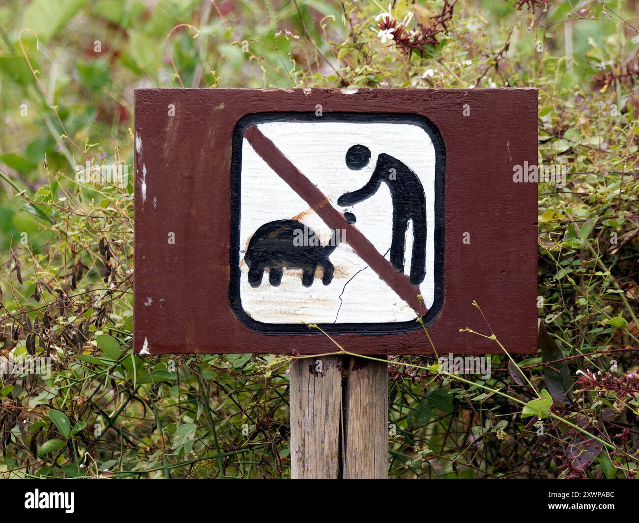 Warning sign not to touch the turtles, Isabela Island, Galápagos ...