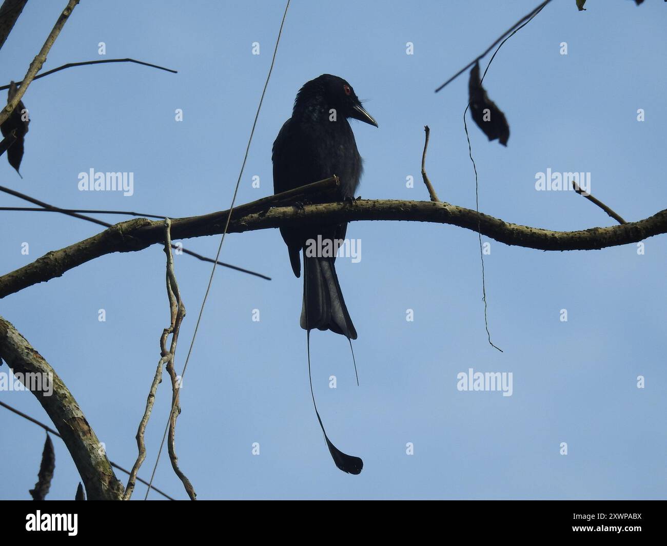 Greater Racket-tailed Drongo (Dicrurus paradiseus) Aves Stock Photo - Alamy