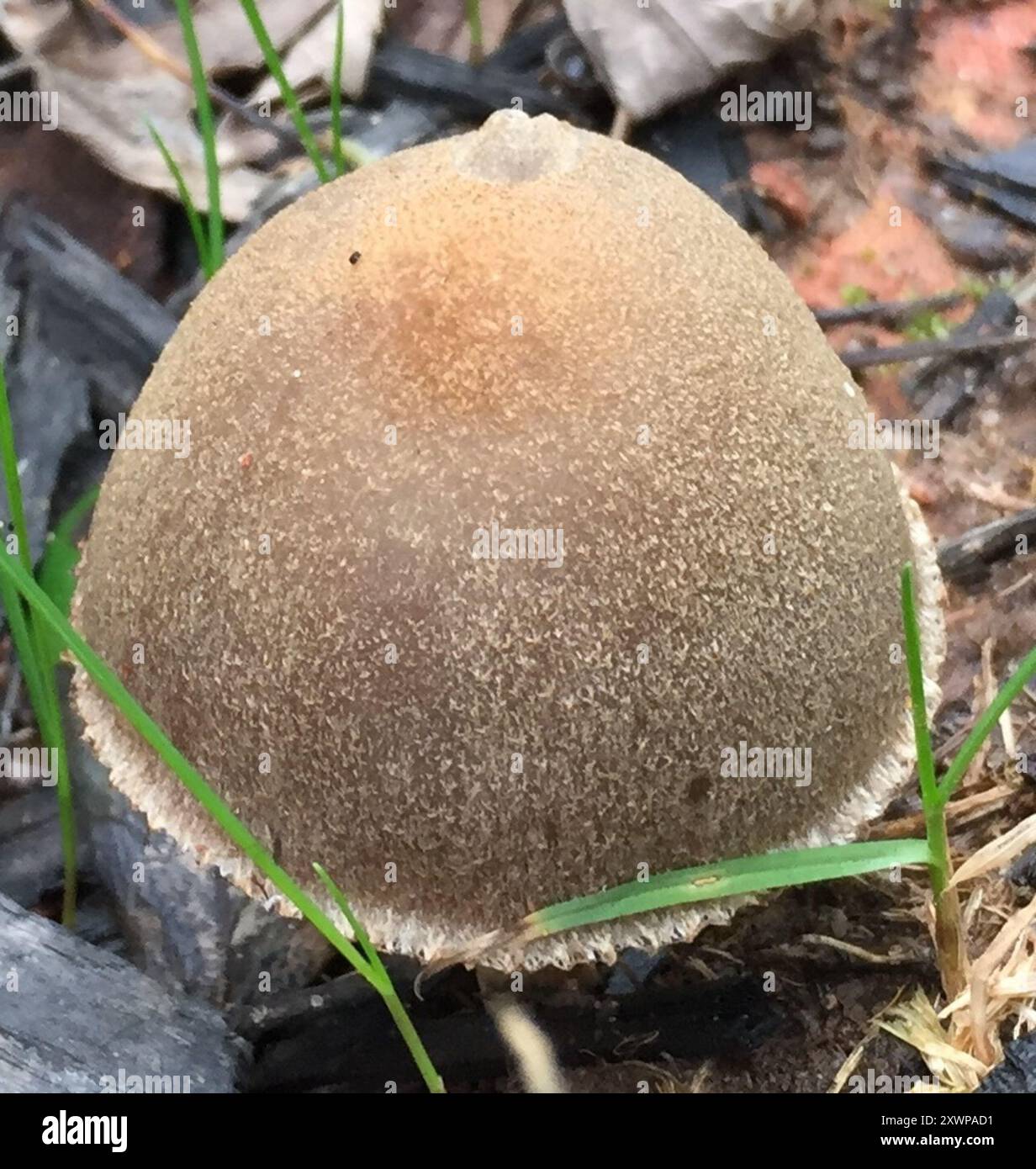 weeping widow (Lacrymaria lacrymabunda) Fungi Stock Photo - Alamy