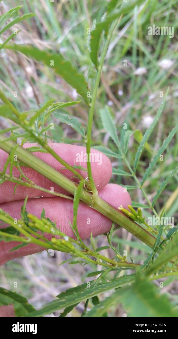 wild marigold (Tagetes minuta) Plantae Stock Photo - Alamy