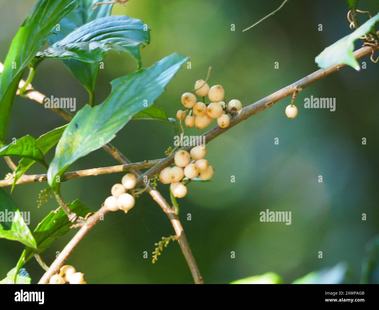 Japanese Maesa (Maesa japonica) Plantae Stock Photo - Alamy