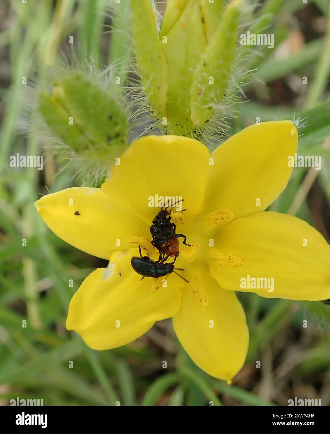 Yellow stargrass hi-res stock photography and images - Alamy