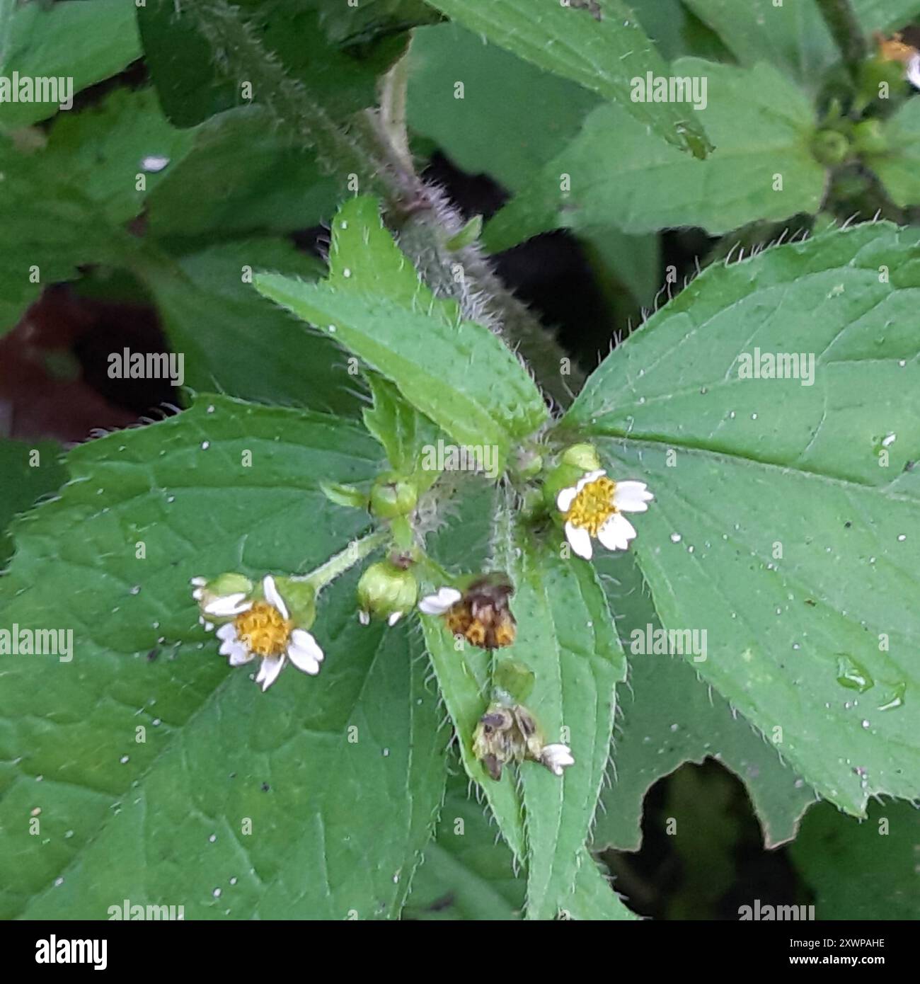 shaggy soldier (Galinsoga quadriradiata) Plantae Stock Photo - Alamy