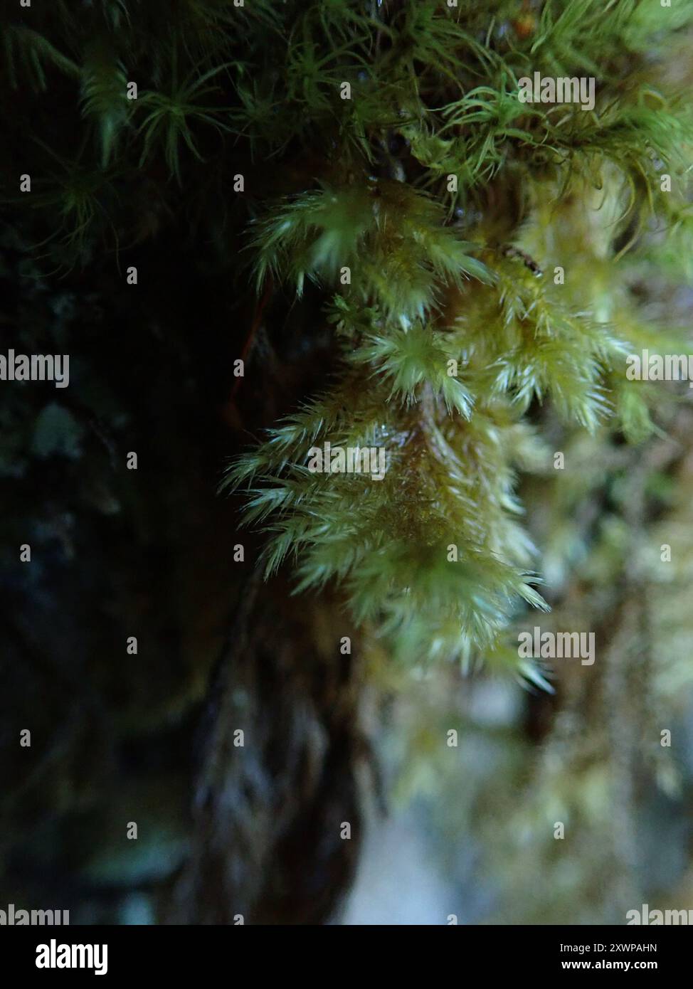 velvet feather-moss (Brachytheciastrum velutinum) Plantae Stock Photo ...