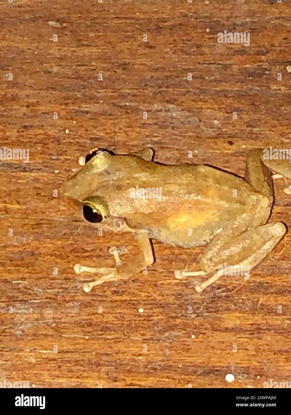 Common Coqui (Eleutherodactylus coqui) Amphibia Stock Photo - Alamy