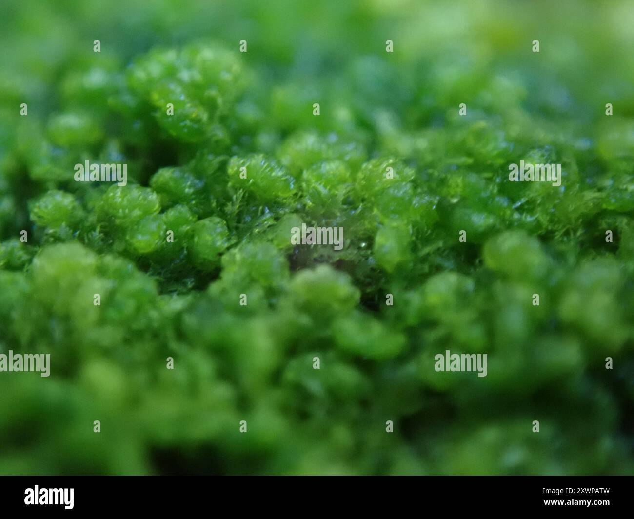 Tree Fringewort (Ptilidium pulcherrimum) Plantae Stock Photo - Alamy