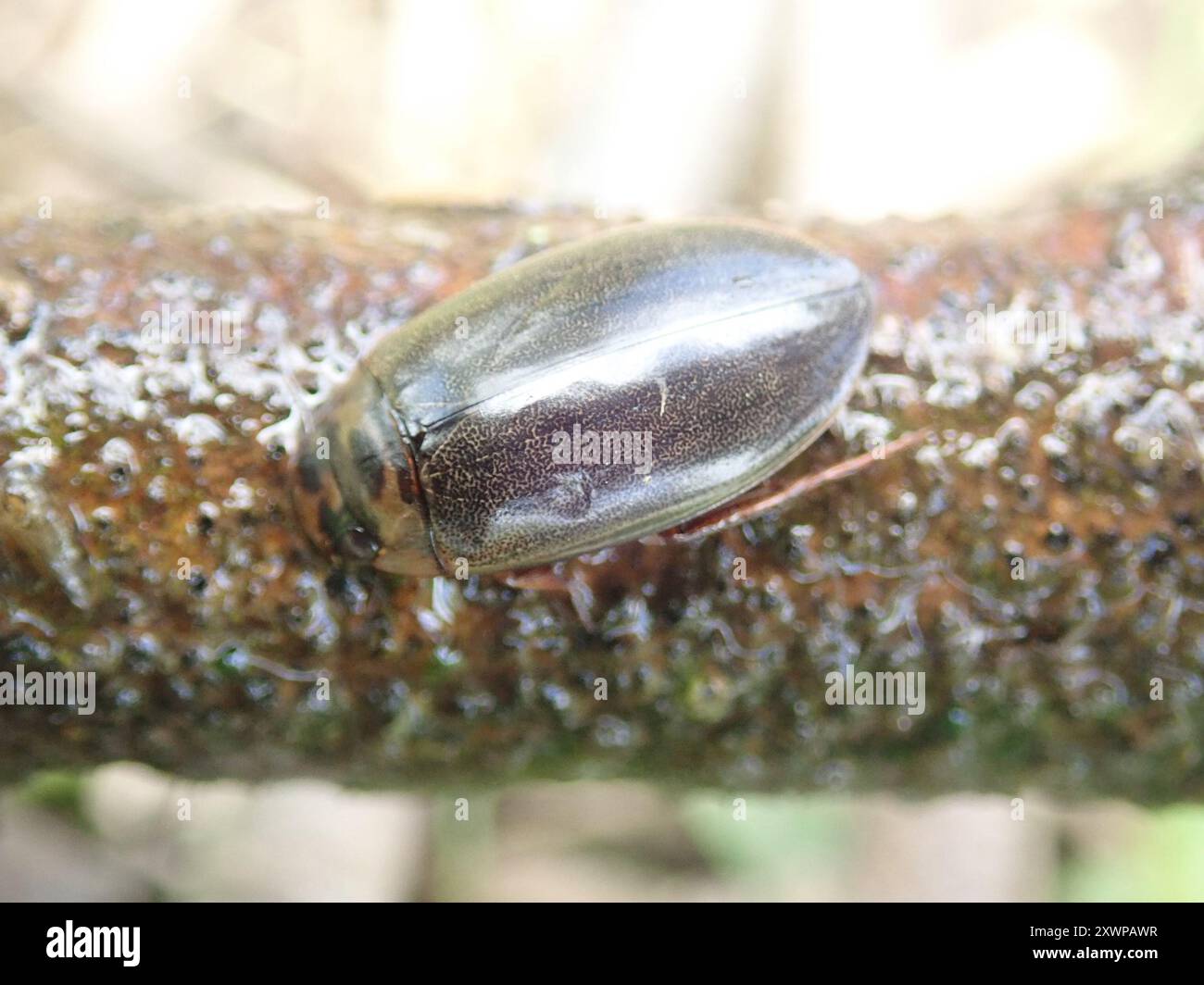 Cosmopolitan Diving Beetle (Rhantus suturalis) Insecta Stock Photo - Alamy