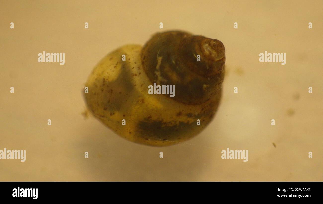 Hydrobiid Mud Snails (Hydrobiidae) Mollusca Stock Photo - Alamy