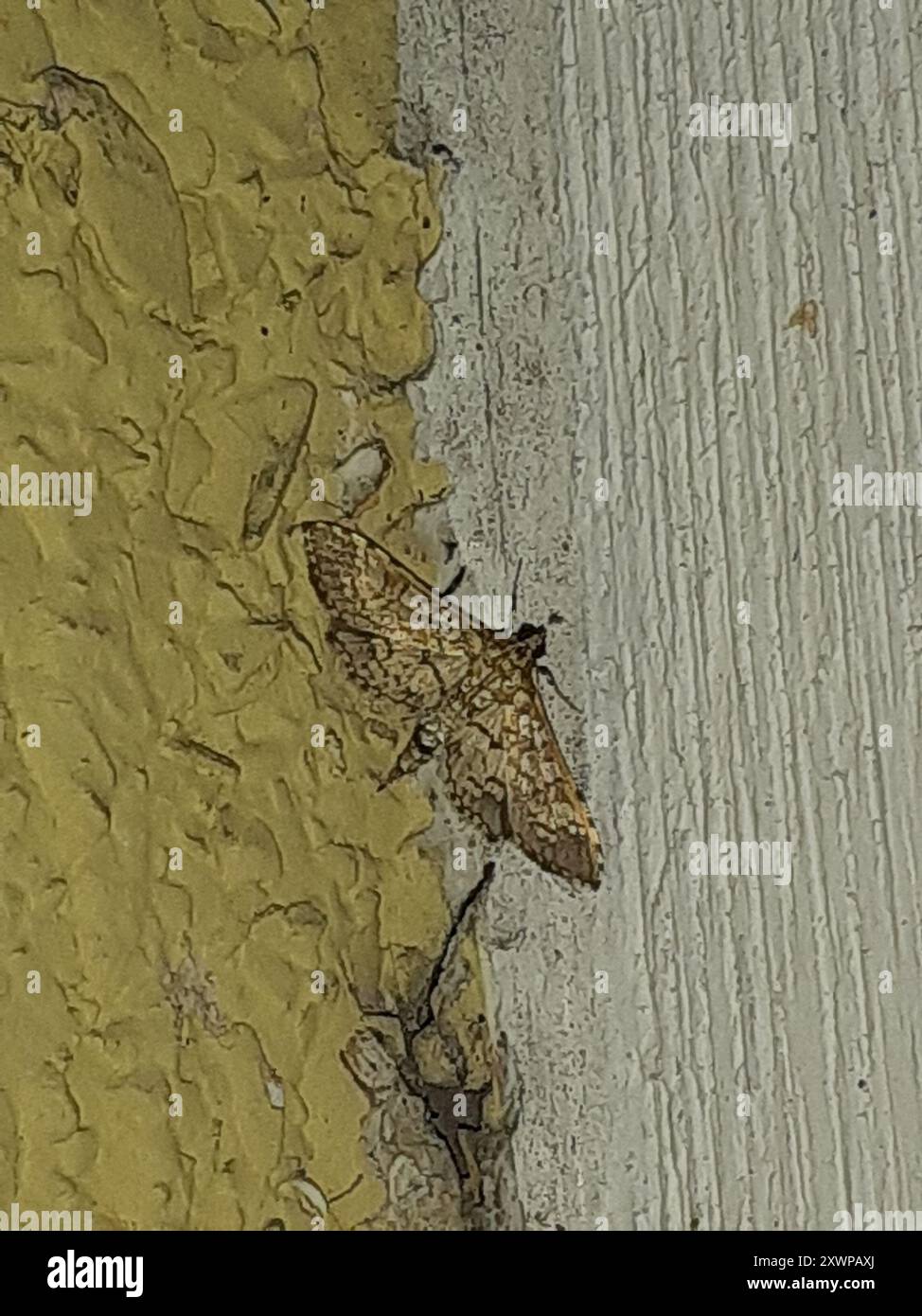 Stained-glass Moth (Samea castellalis) Insecta Stock Photo - Alamy