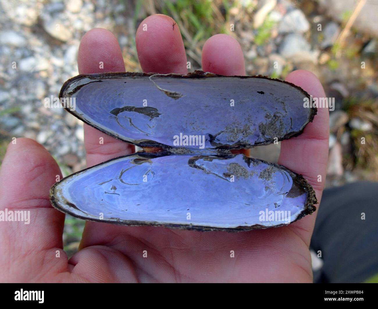 Western Pearlshell (Margaritifera falcata) Mollusca Stock Photo - Alamy