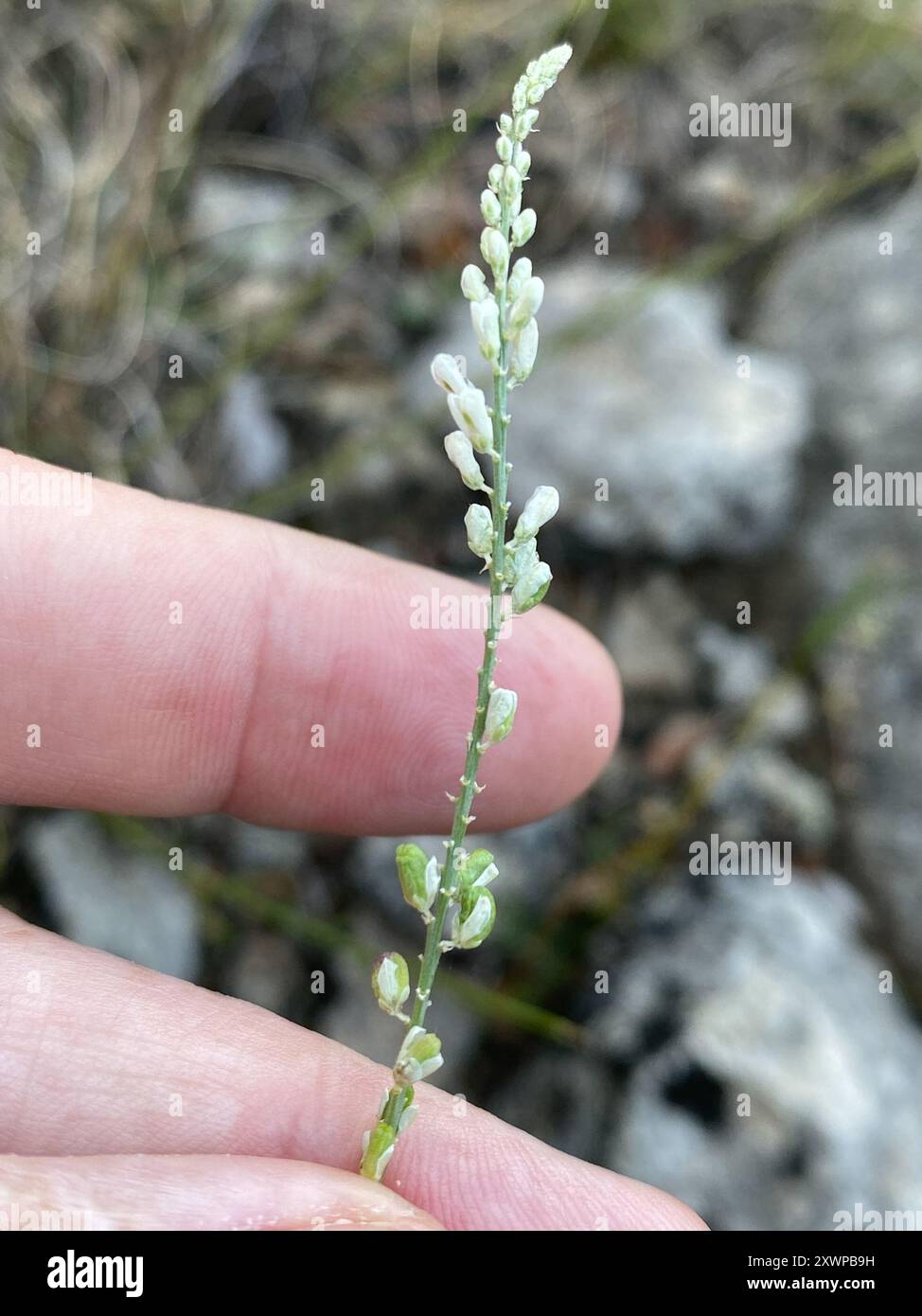 white milkwort (Polygala alba) Plantae Stock Photo - Alamy