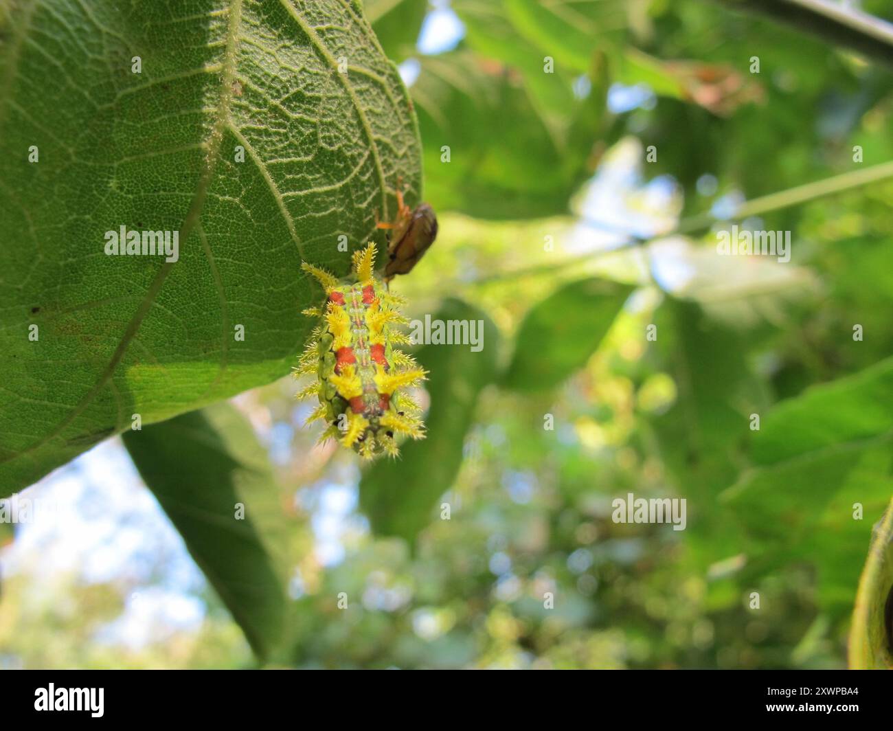 Euclea slug moth hi-res stock photography and images - Alamy