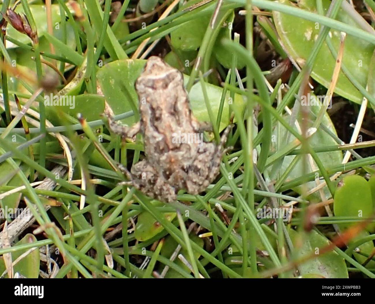 Common Eastern Froglet (Crinia signifera) Amphibia Stock Photo - Alamy