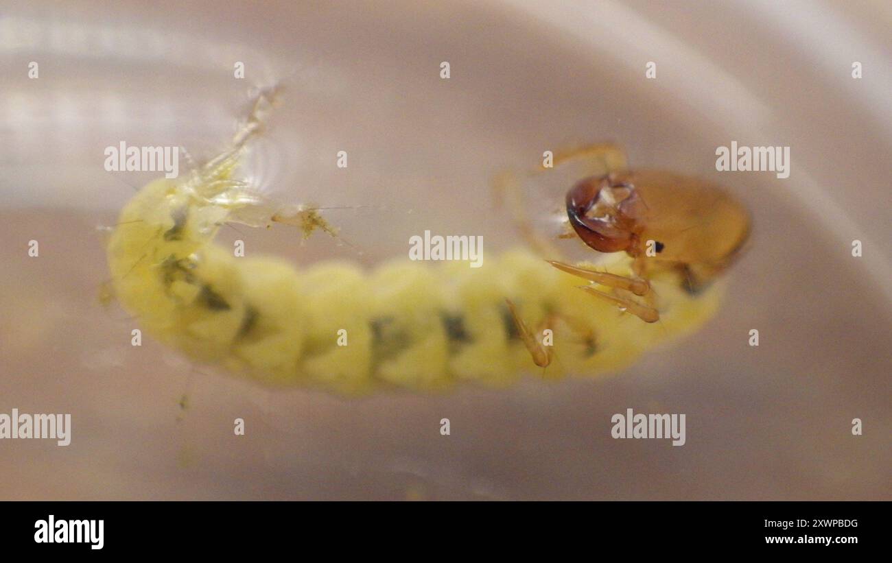 Little Black Caddisflies (Chimarra) Insecta Stock Photo - Alamy