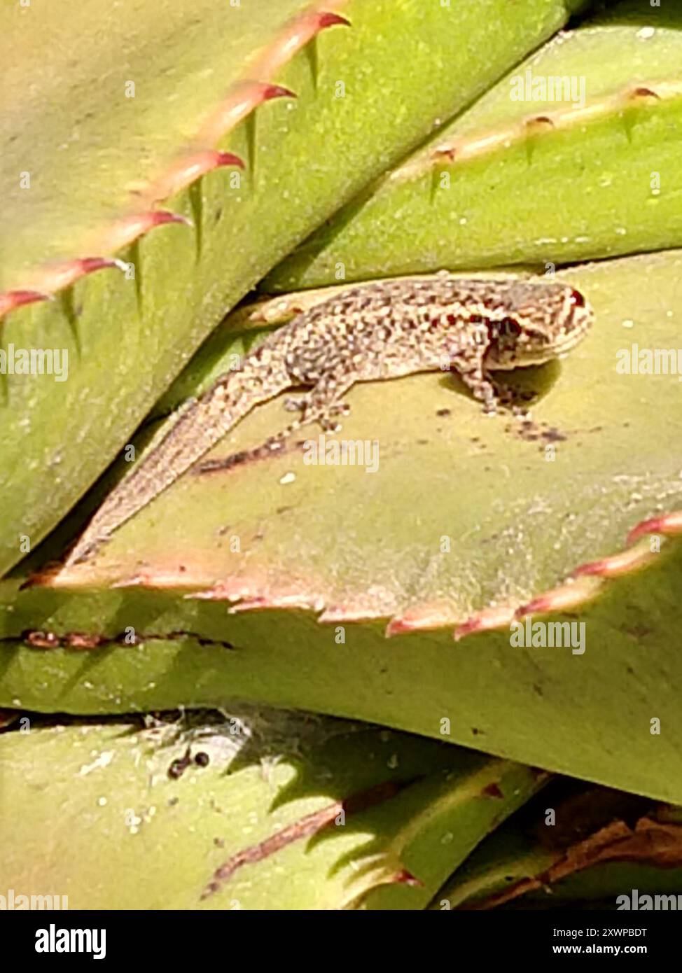 Common Dwarf Gecko (Lygodactylus capensis) Reptilia Stock Photo - Alamy