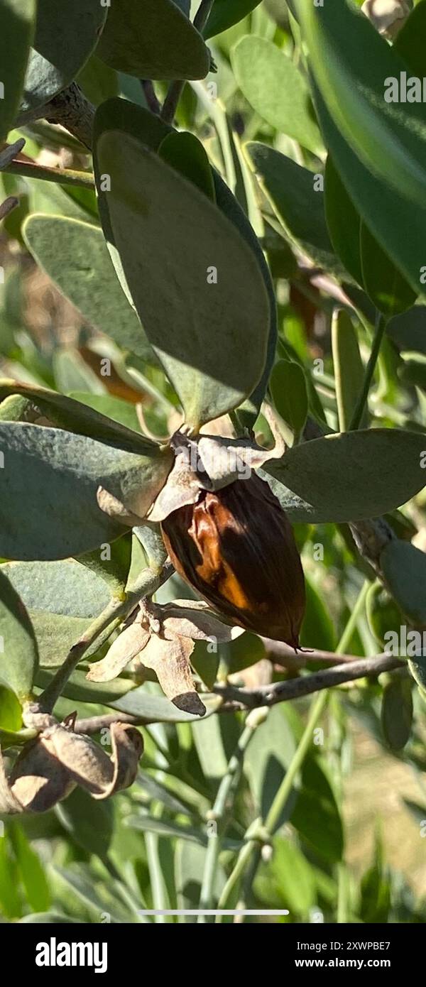 jojoba (Simmondsia chinensis) Plantae Stock Photo - Alamy