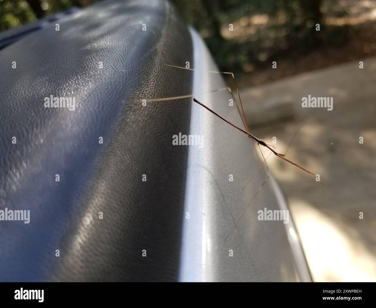 Thread legged bugs hi-res stock photography and images - Alamy