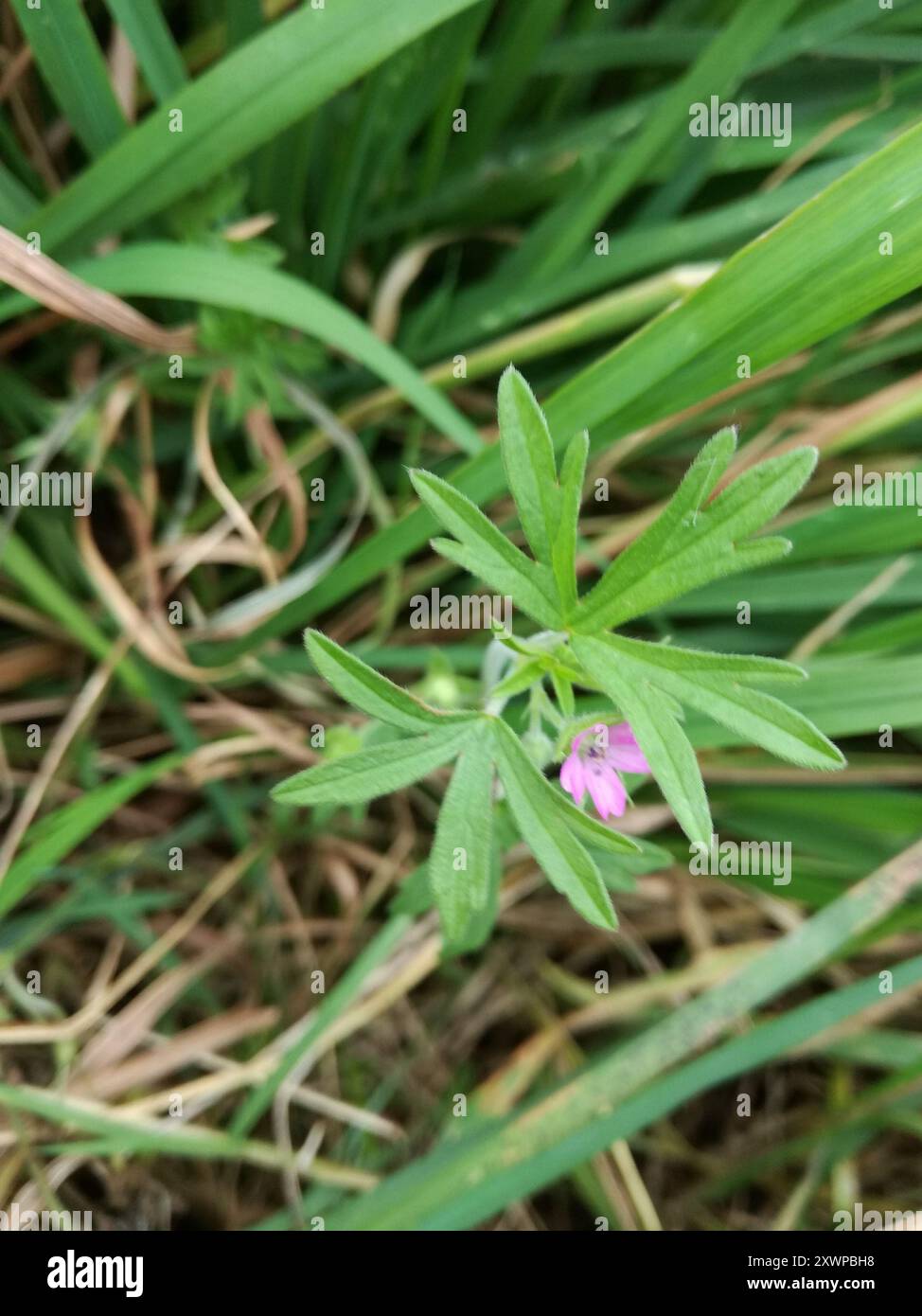 Cut-leaved crane's-bill (Geranium dissectum) Plantae Stock Photo - Alamy