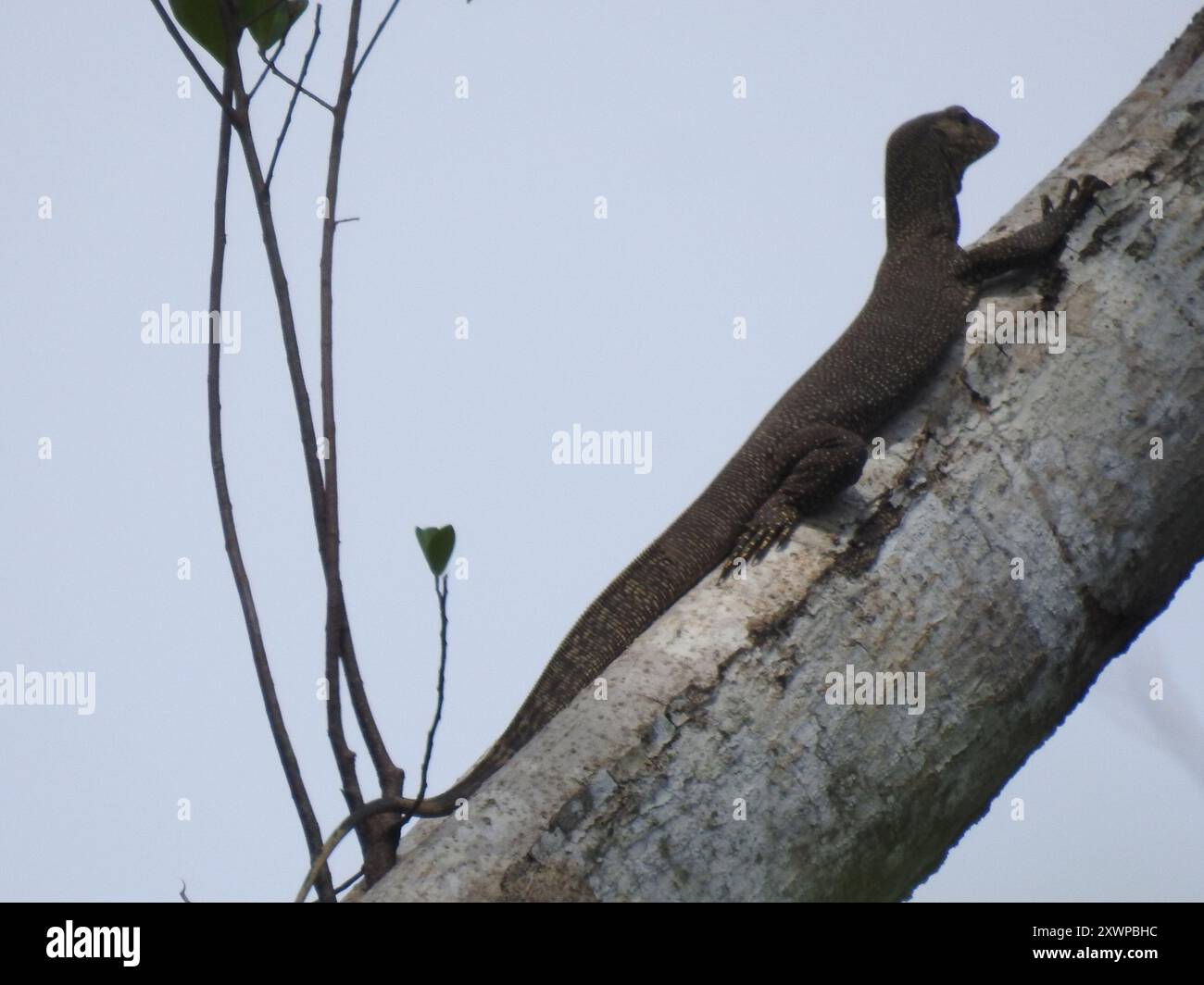 Clouded Monitor (Varanus nebulosus) Reptilia Stock Photo - Alamy