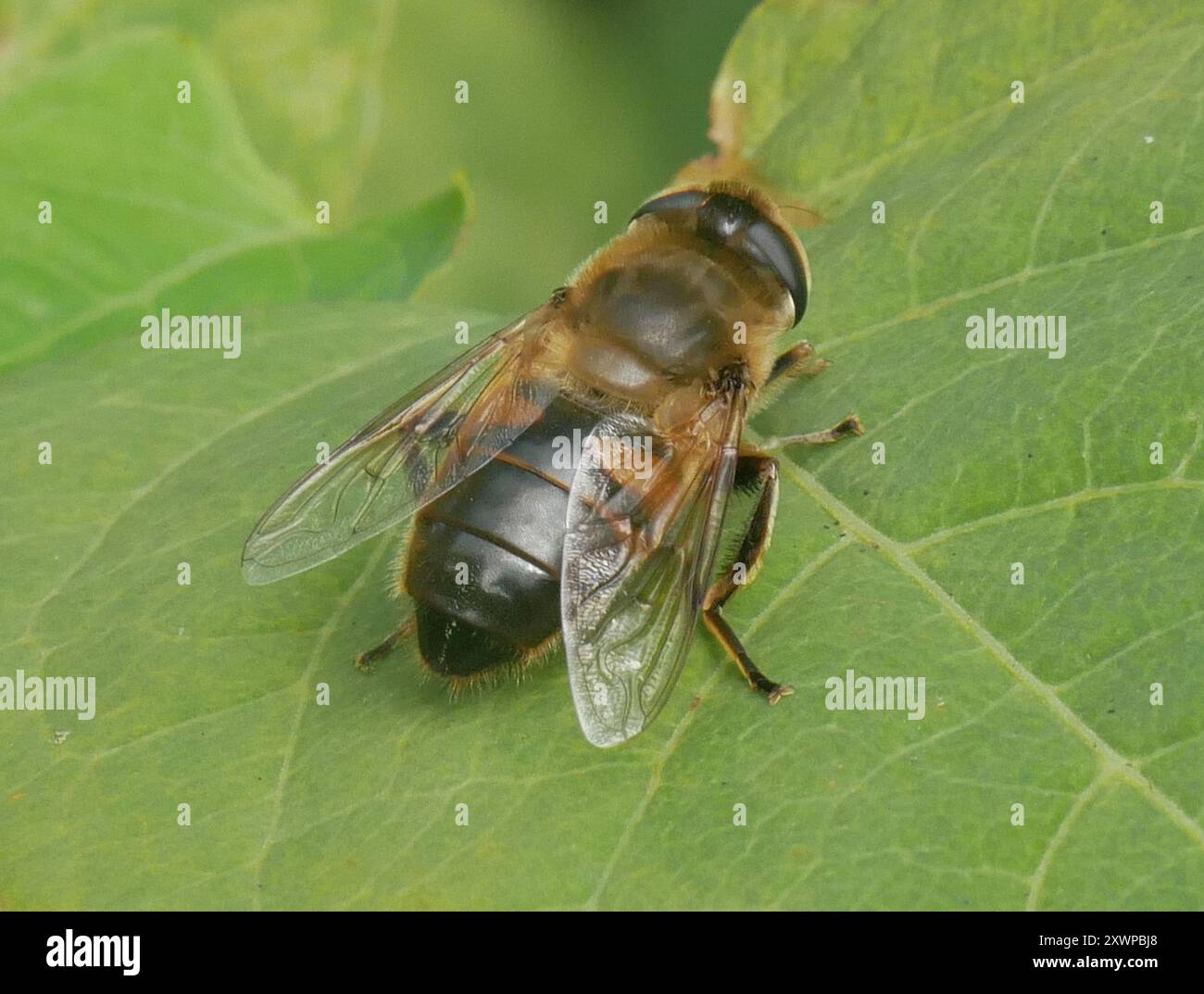 Common Drone Fly (Eristalis tenax) Insecta Stock Photo - Alamy