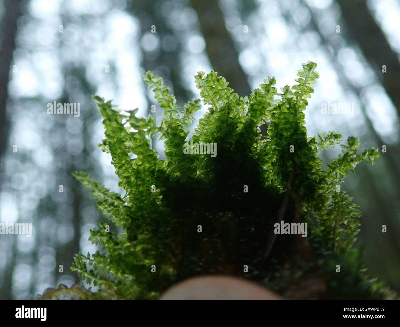 Toothed Plagiothecium Moss (Plagiothecium denticulatum) Plantae Stock ...