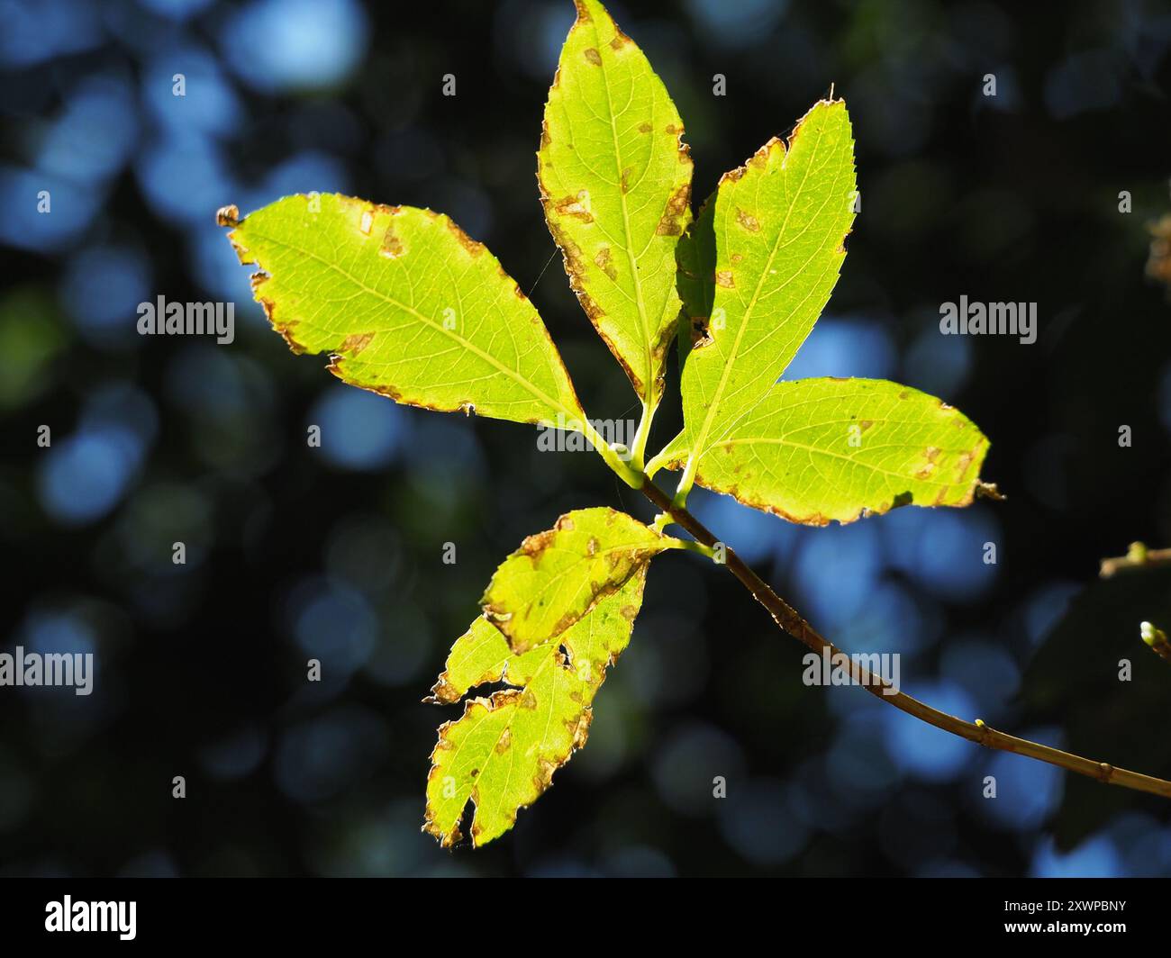 Chinese Hydrangea (Hydrangea chinensis) Plantae Stock Photo - Alamy