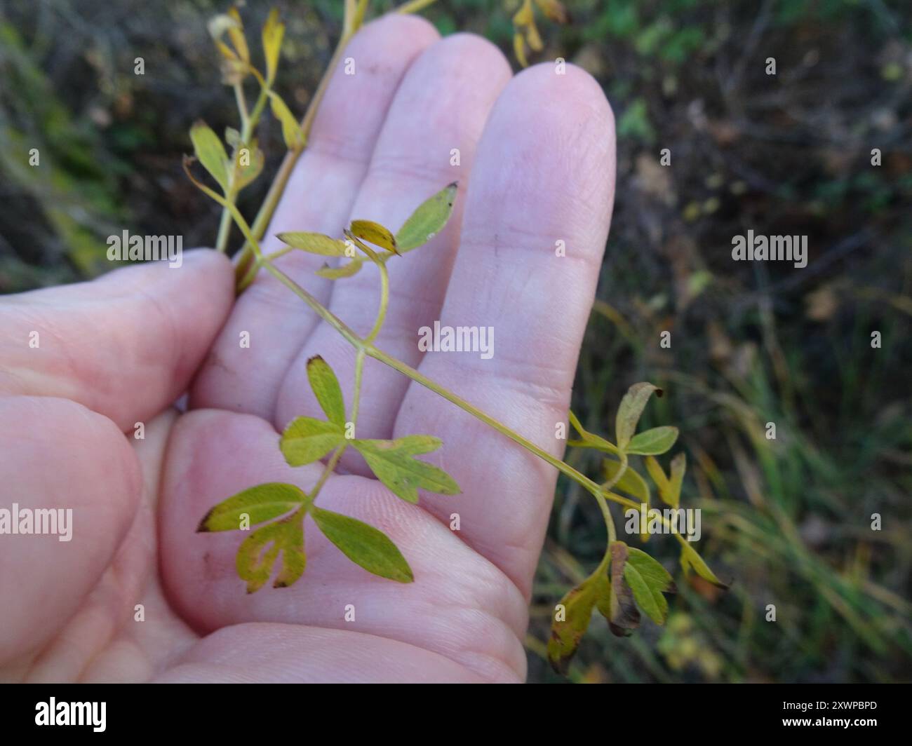 Pepper-saxifrage (Silaum silaus) Plantae Stock Photo - Alamy