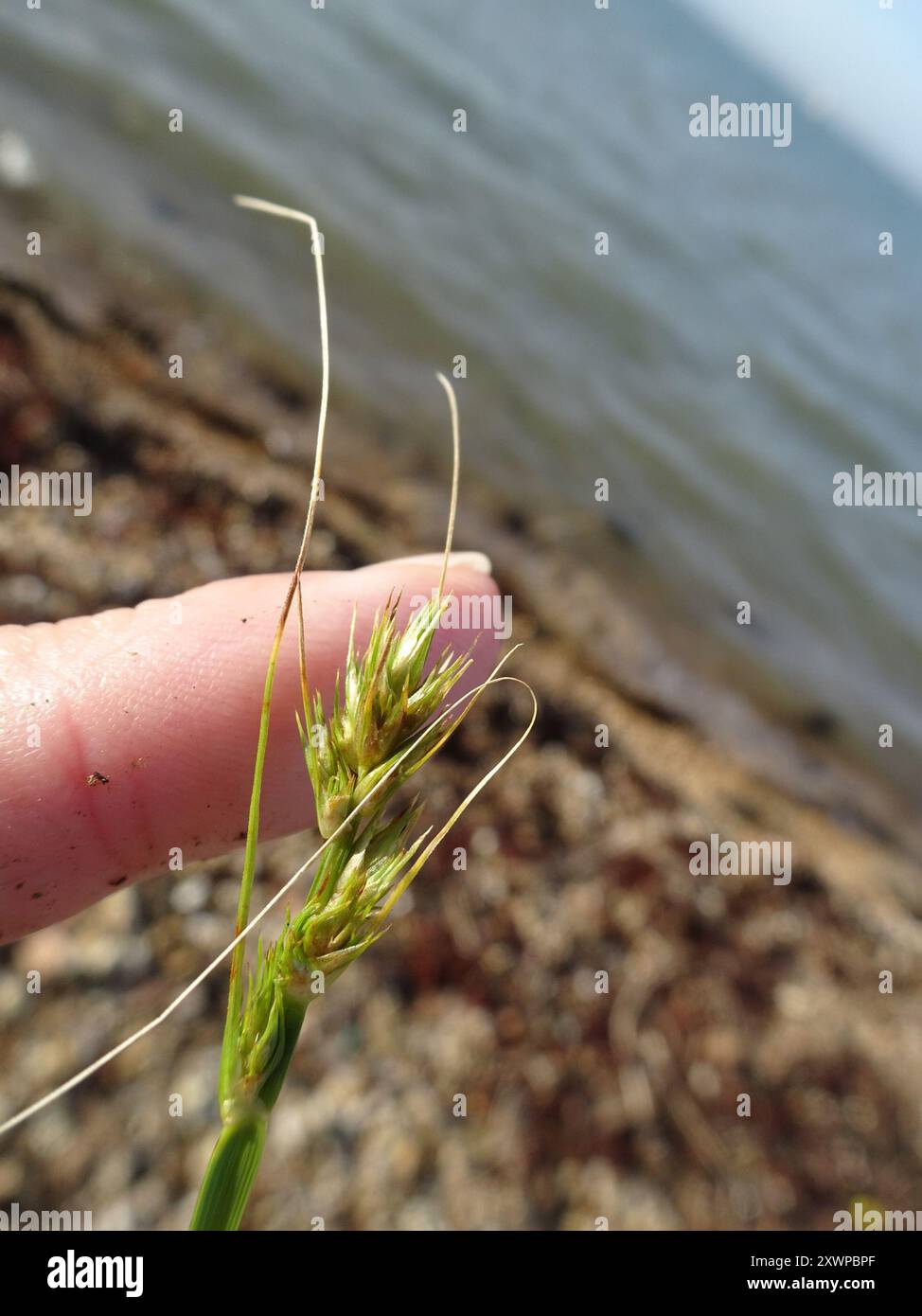 Carex distans hi-res stock photography and images - Alamy