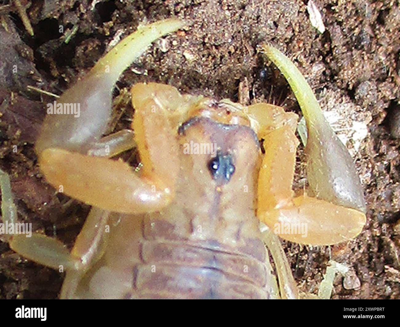 Lesser thicktail scorpion hi-res stock photography and images - Alamy